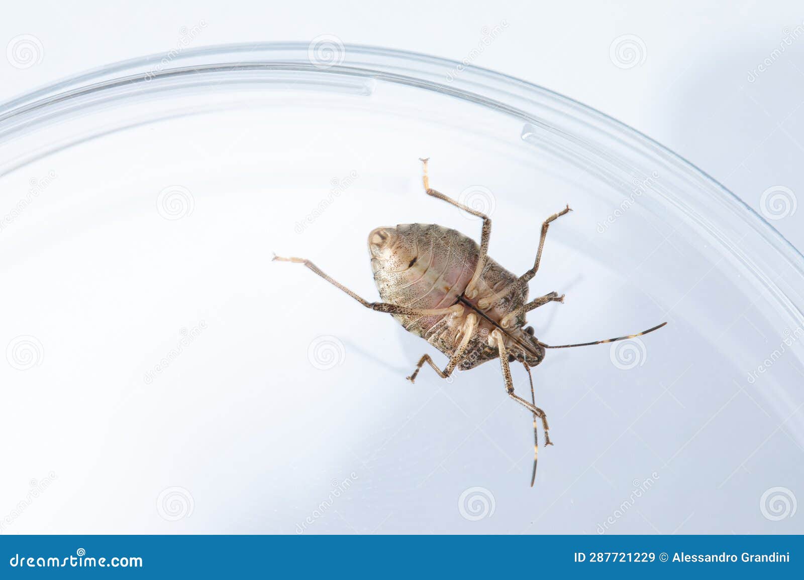 Magnified Bug in Glass Container in Lab Stock Image - Image of animal ...