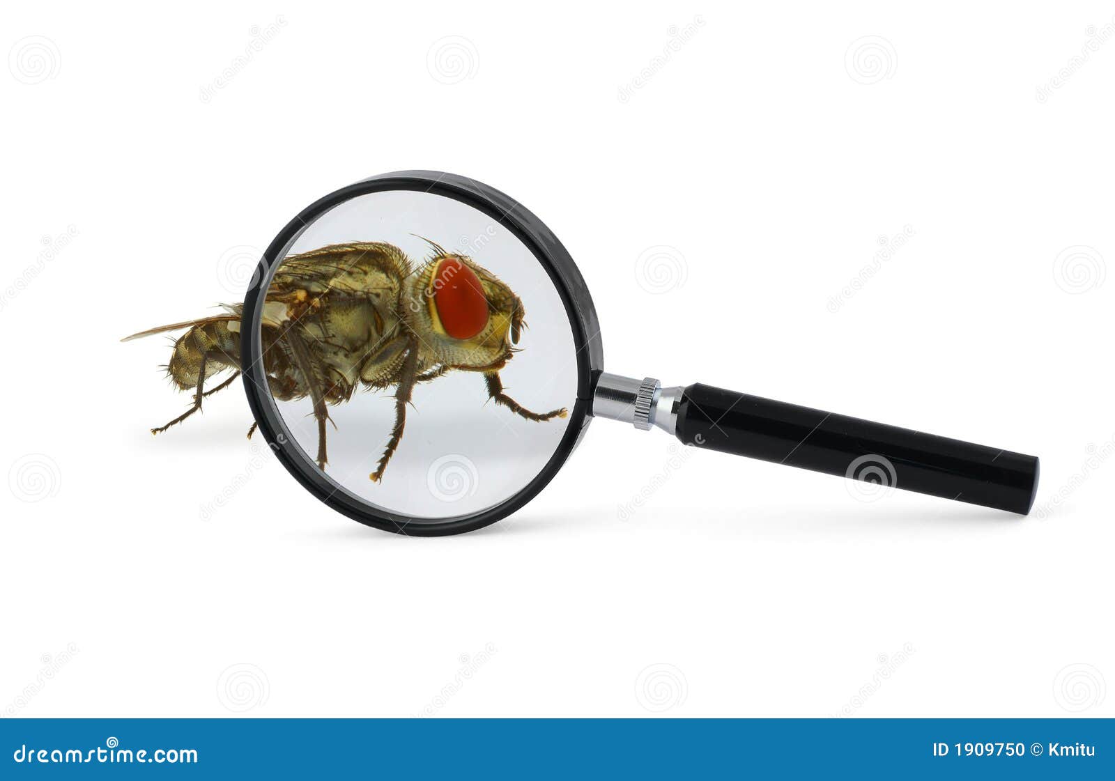 Magnified Fly Insect Royalty-Free Stock Image | CartoonDealer.com #1909750