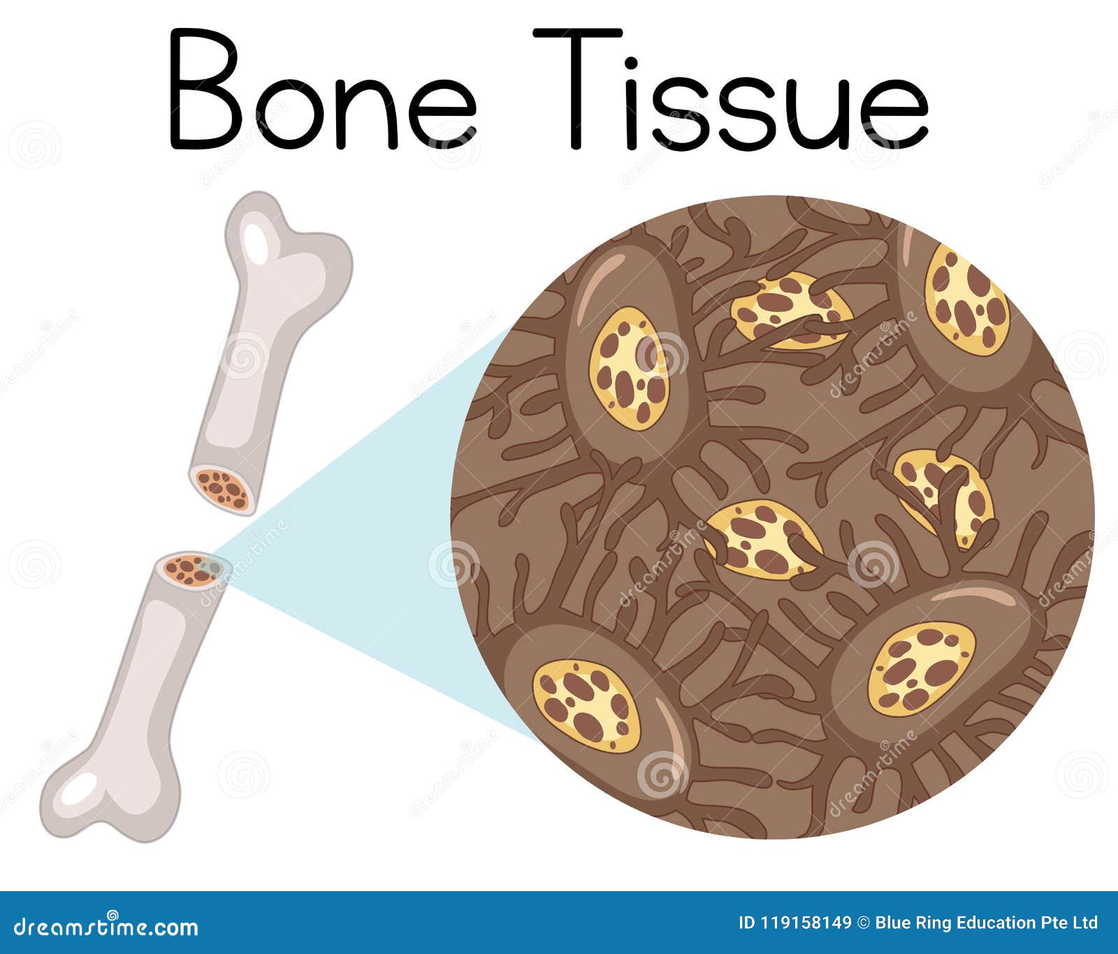 Magnified Tissue Inside Bone Stock Vector - Illustration of clinic ...