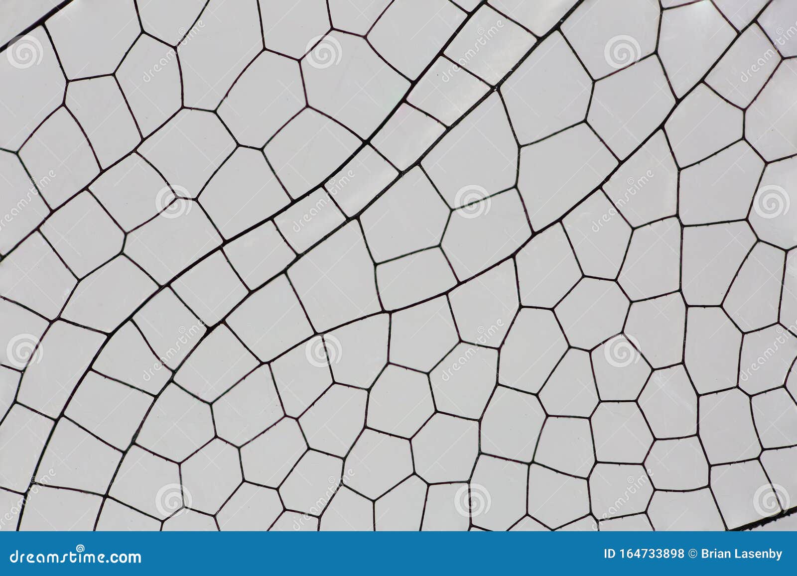 Magnified View of a Dragonfly Wing Stock Photo - Image of insect, bend ...