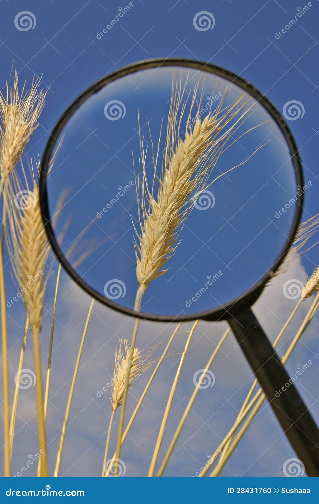 Magnifier and Spikelets of Grain Stock Photo - Image of seed, growing ...