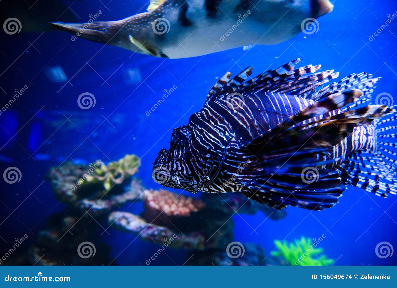 Magnifique Et Magnifique Monde Sous-marin Avec Coraux Et Poissons ... Magnifique Et Magnifique Monde Sous-marin Avec Coraux Et Poissons ...