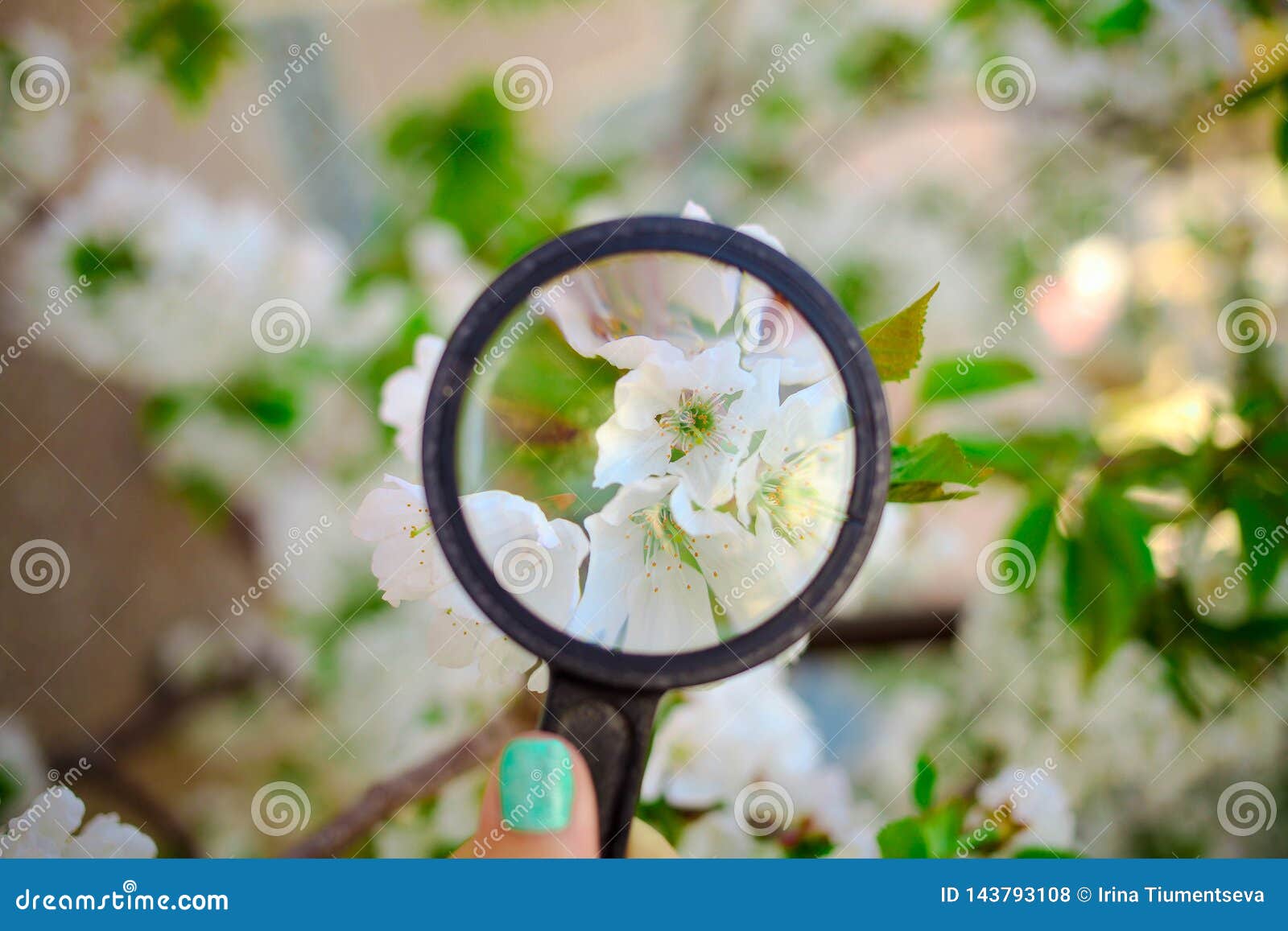 Magnifying Glass Directionally on Spring Flowers of a Tree. Stock Photo ...