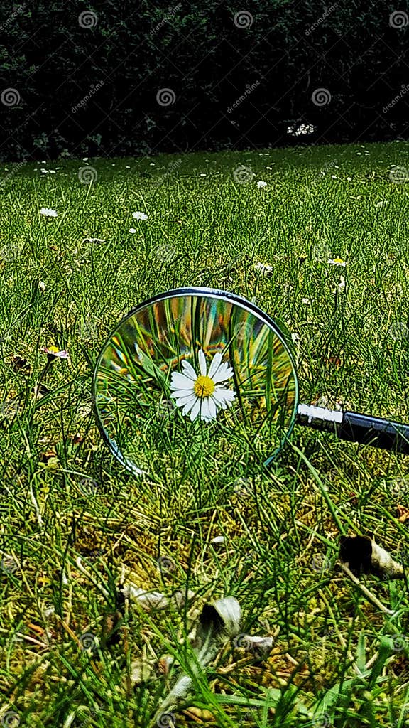 Magnifying Glass Effect in Nature Stock Photo - Image of verdure ...