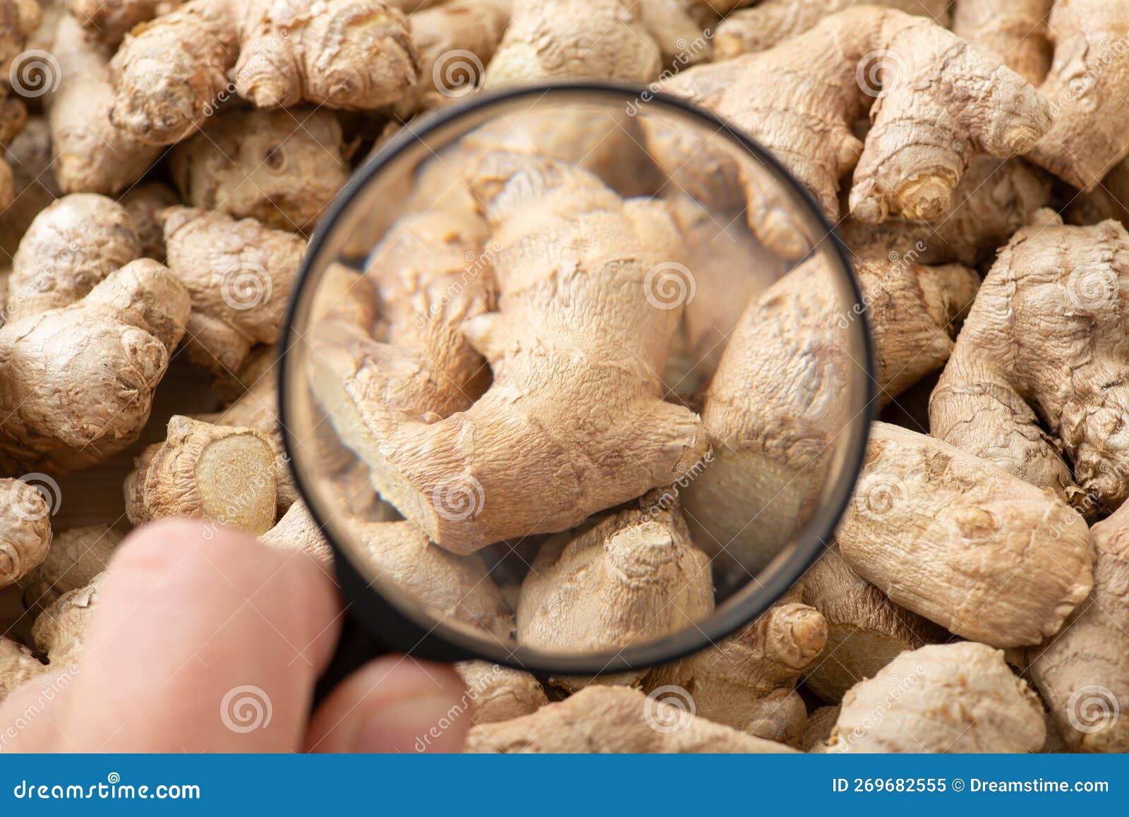 Concept of studying ginger stock image. Image of glass - 269682555