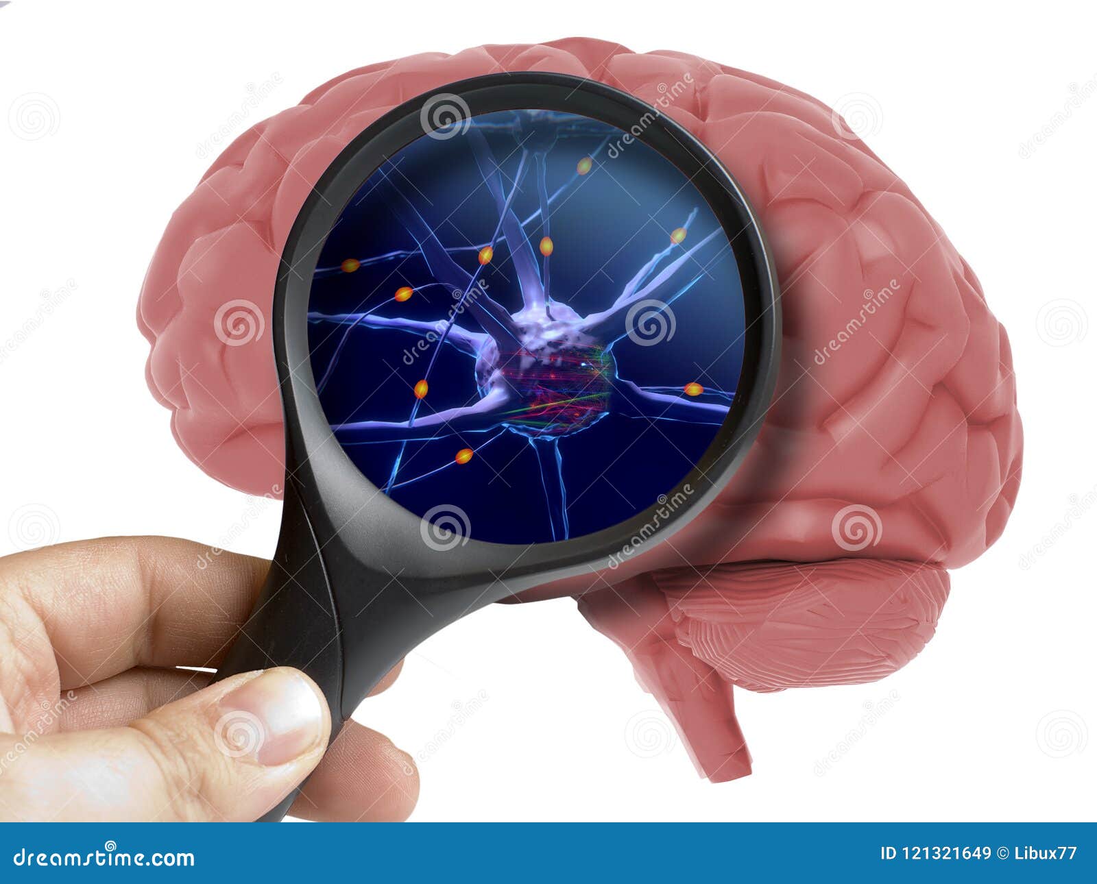 Magnifying Glass on Human 3d Brain Neurons Activity Isolated Stock ...