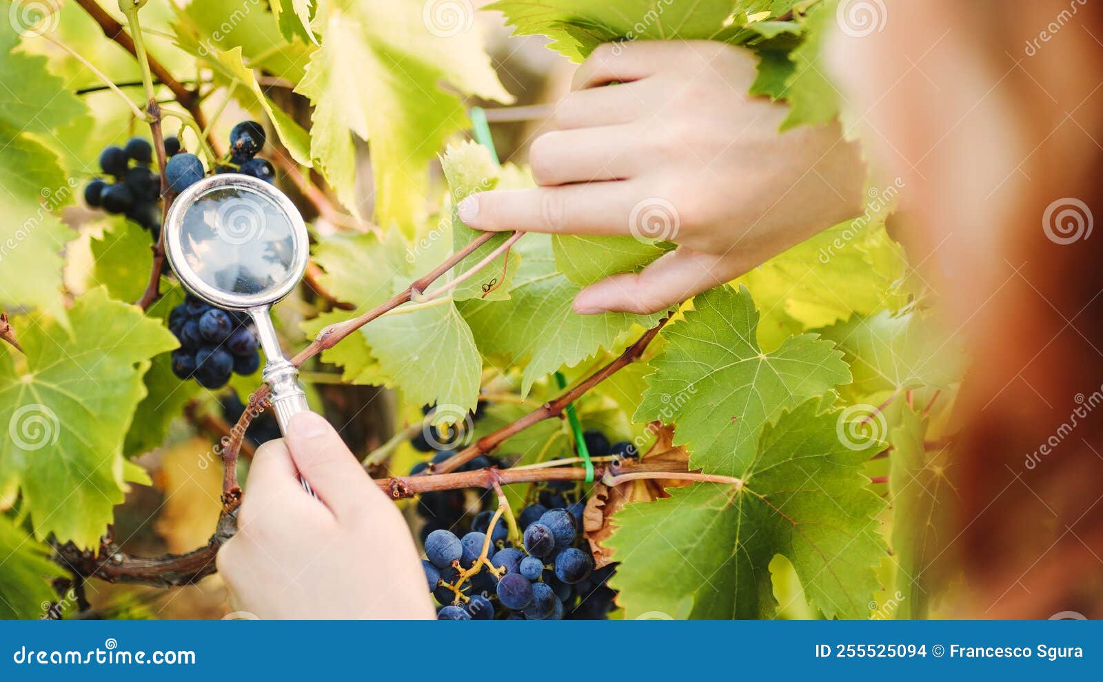 Magnifying Glass Looking at Grapes Stock Photo - Image of scientist ...