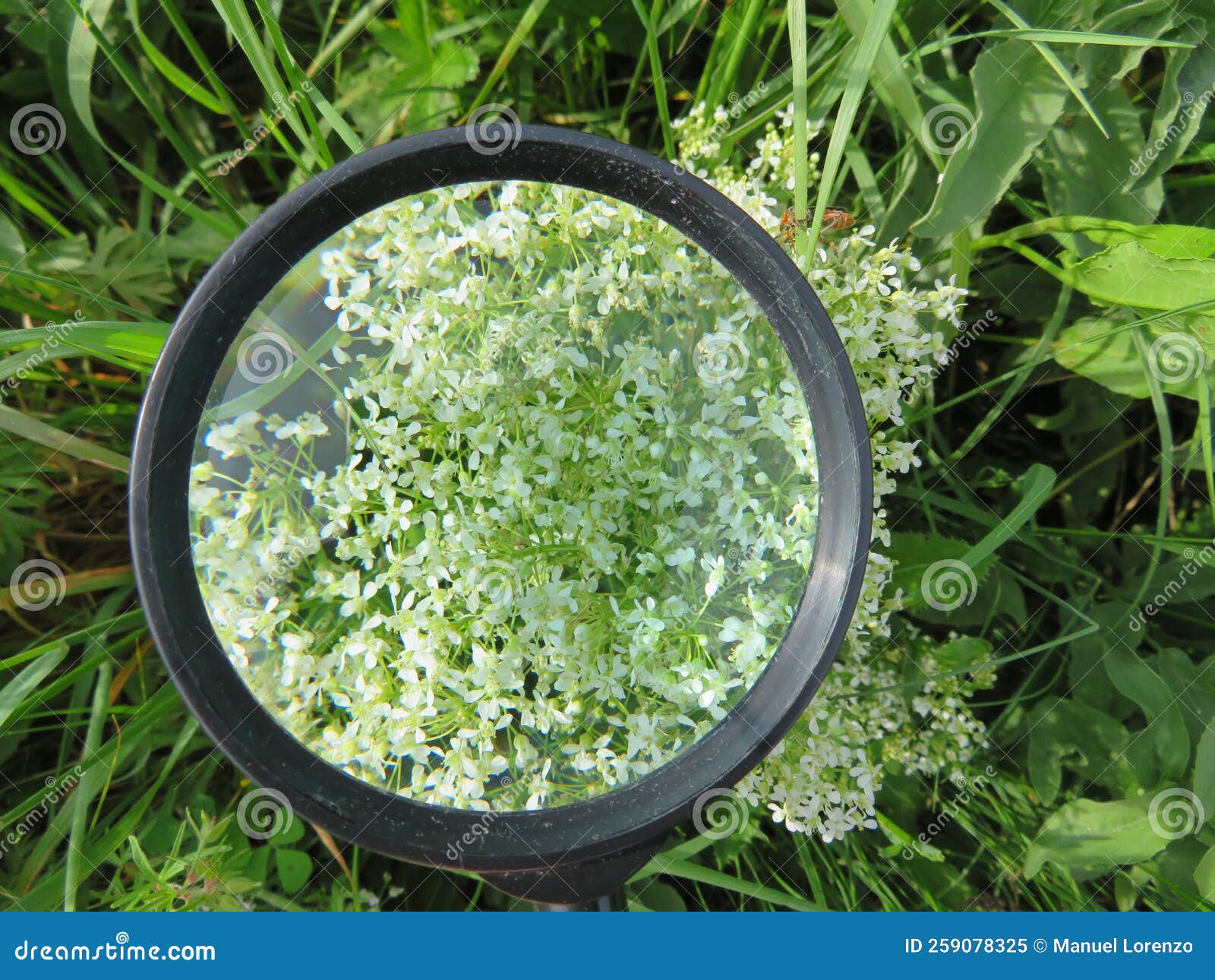 Magnifying Glass Magnification Greatness Vision Glass Photo Stock Image ...