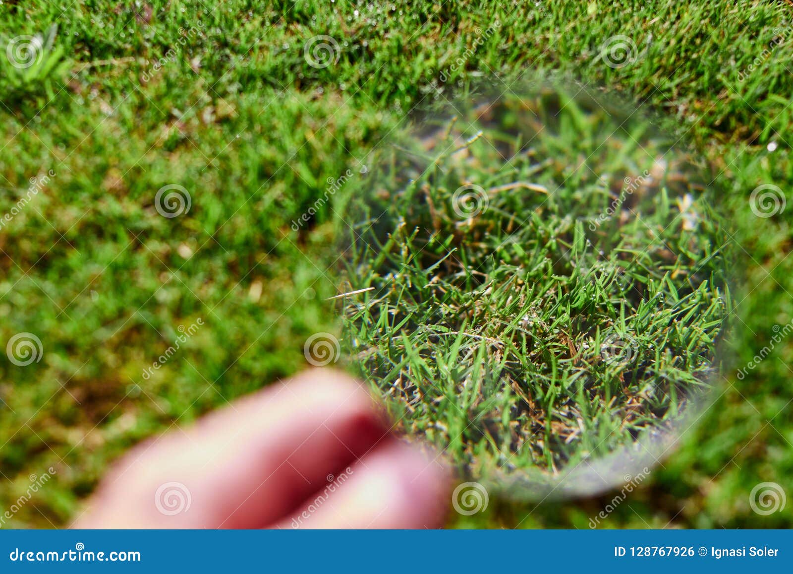 Magnifying Glass Observing the Grass Stock Photo - Image of animals ...