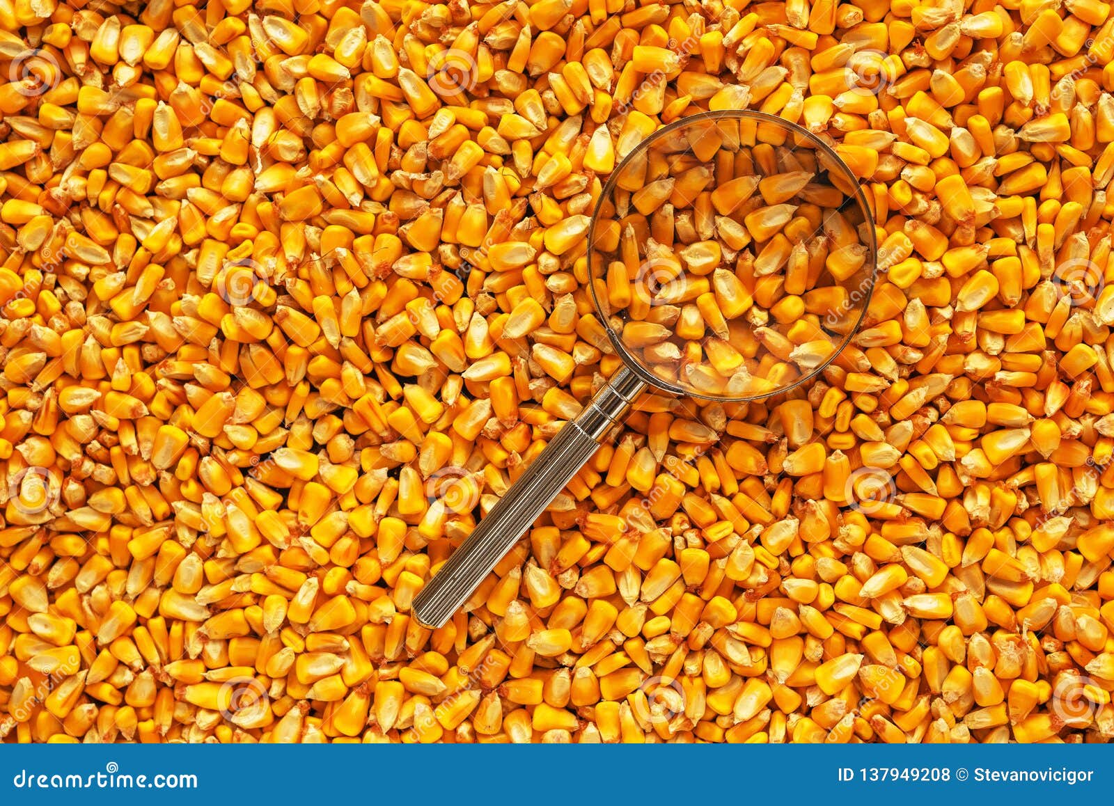 Magnifying Glass Over Harvested Corn Seed Pile Stock Photo - Image of ...