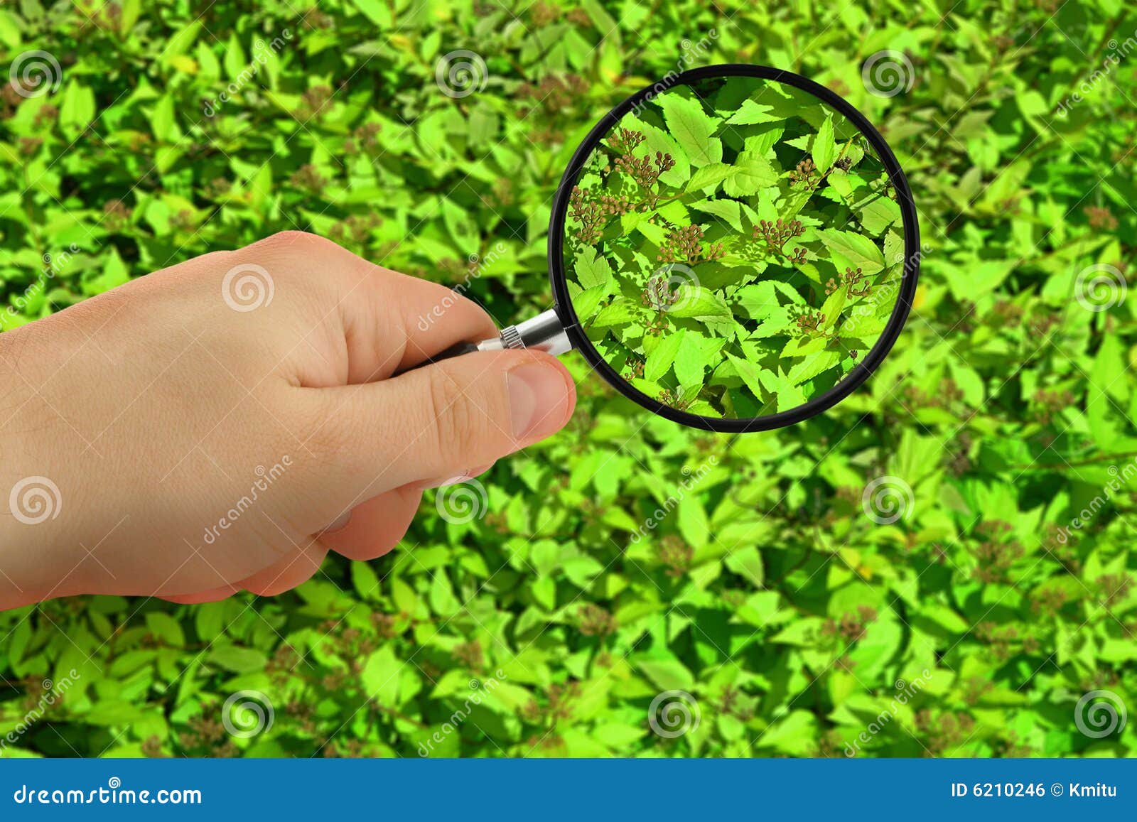 Magnifying glass and plant stock photo. Image of plant - 6210246