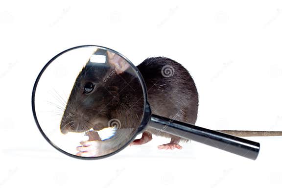 Magnifying glass and rat stock image. Image of gray, tail - 3560075