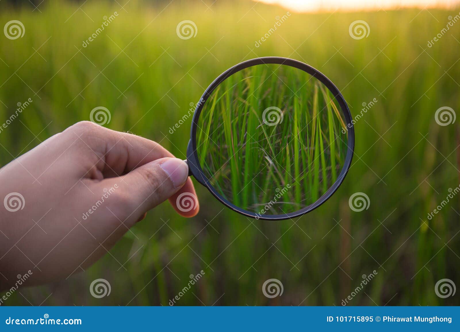 Magnifying Glass Scan Green Rice on Field Stock Image - Image of orange ...
