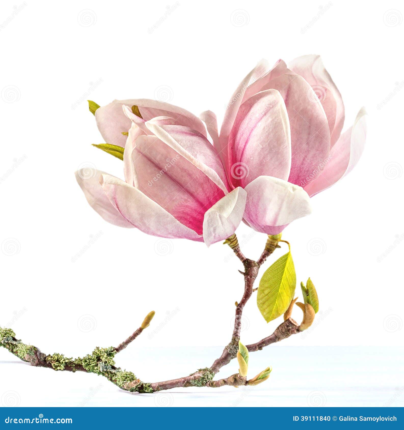 Magnolia. foto de archivo. Imagen de cubo, pétalos, magnolia - 39111840