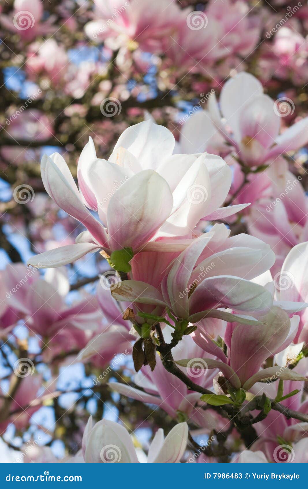 Magnolia-arbre image stock. Image du nature, fleur, magenta - 7986483