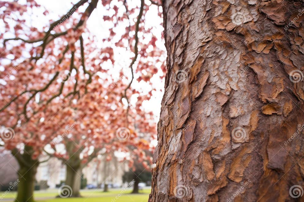 Magnolia bark off the tree stock image. Image of bark - 291649509