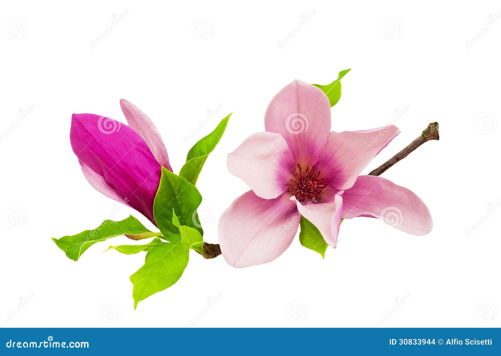 Magnolia stock photo. Image of floral, background, botanic - 30833944