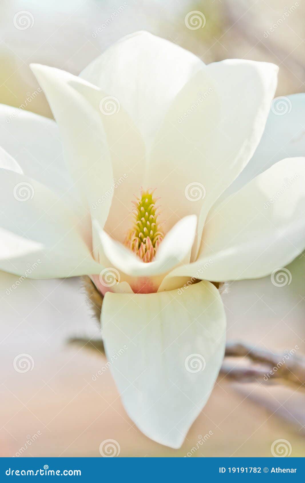 Magnolia blanca foto de archivo. Imagen de hermoso, magnolia - 19191782