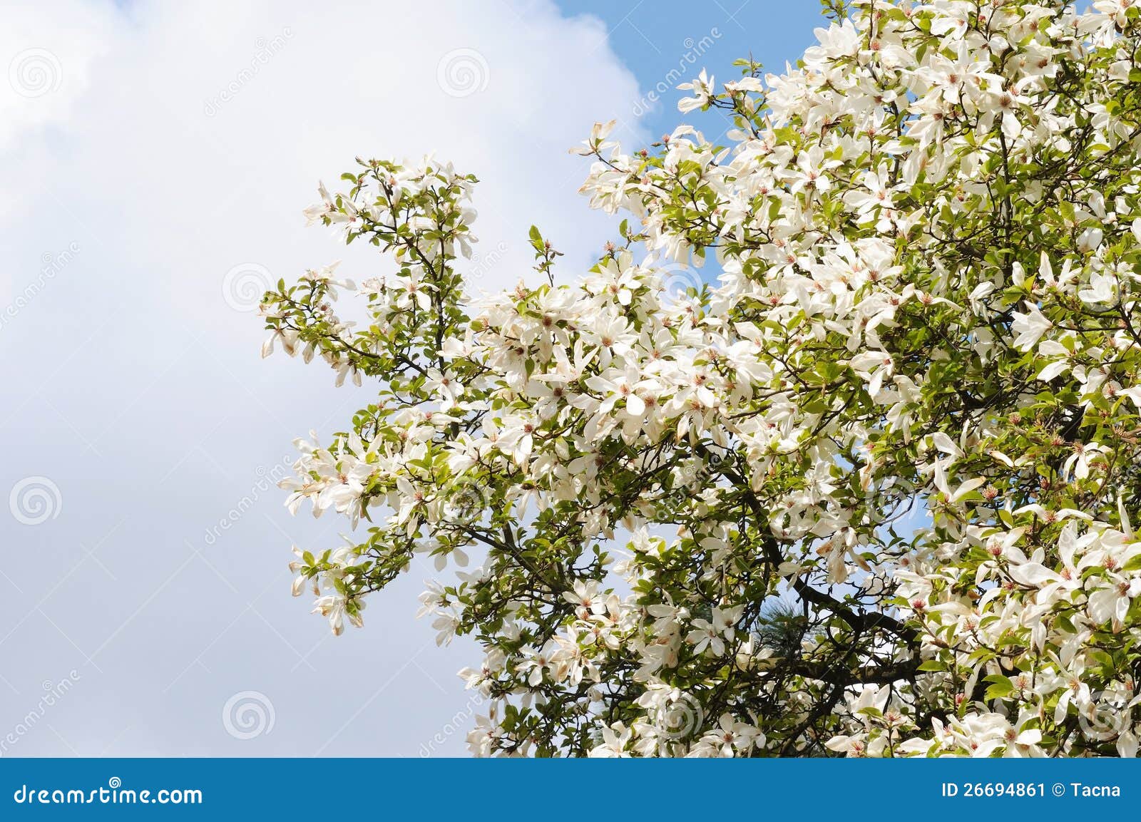 Magnolia blanca imagen de archivo. Imagen de cielo, azul - 26694861