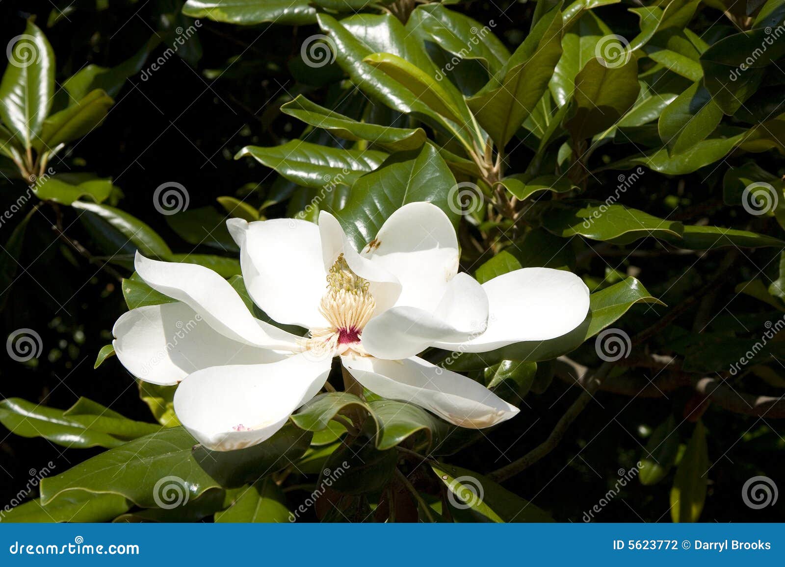 Magnolia blanca foto de archivo. Imagen de cubo, planta - 5623772