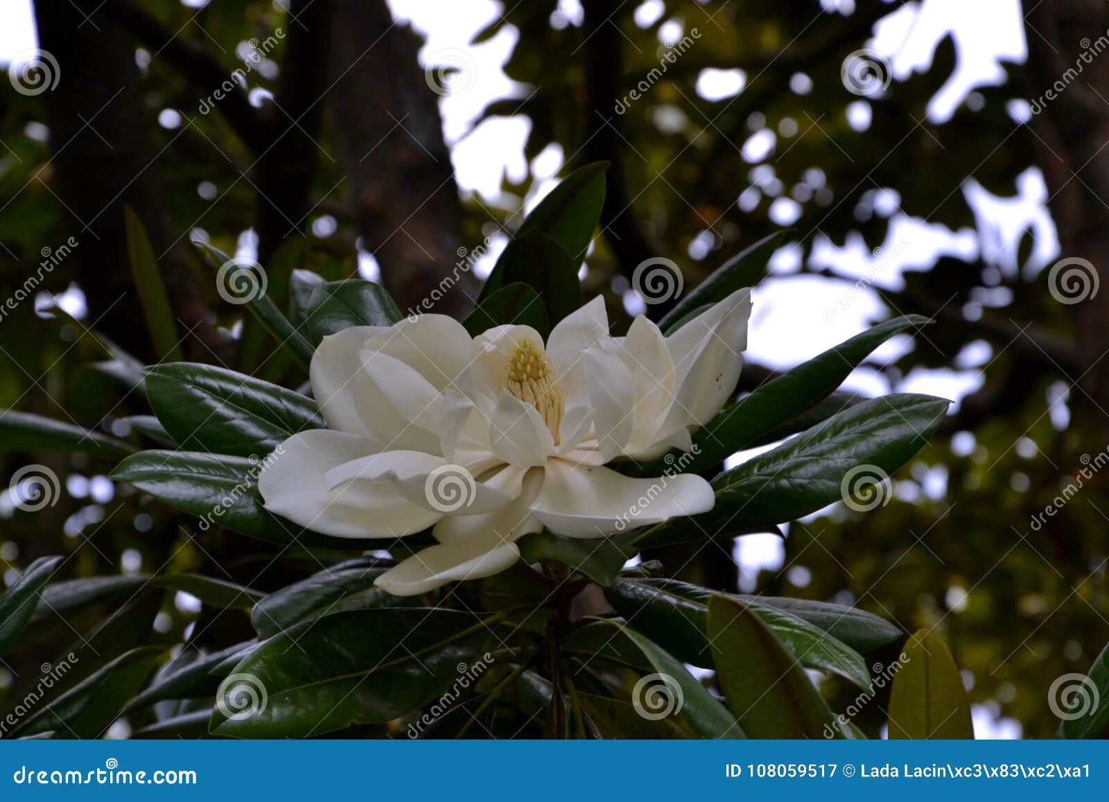 Magnolia Blanca Floreciente Grandiflora Imagen de archivo - Imagen de ...