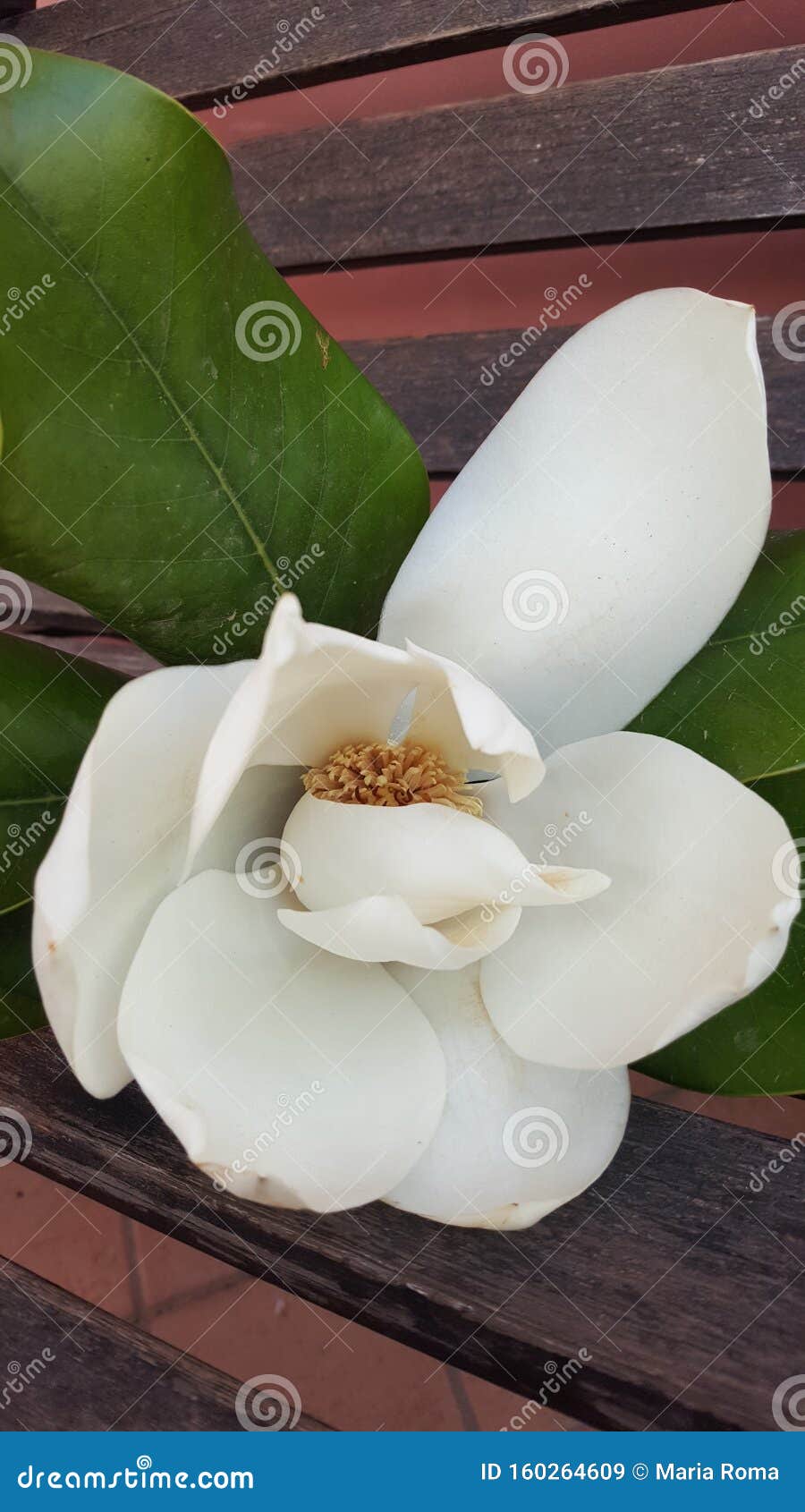 Magnolia blanca italiana imagen de archivo. Imagen de travieso - 160264609