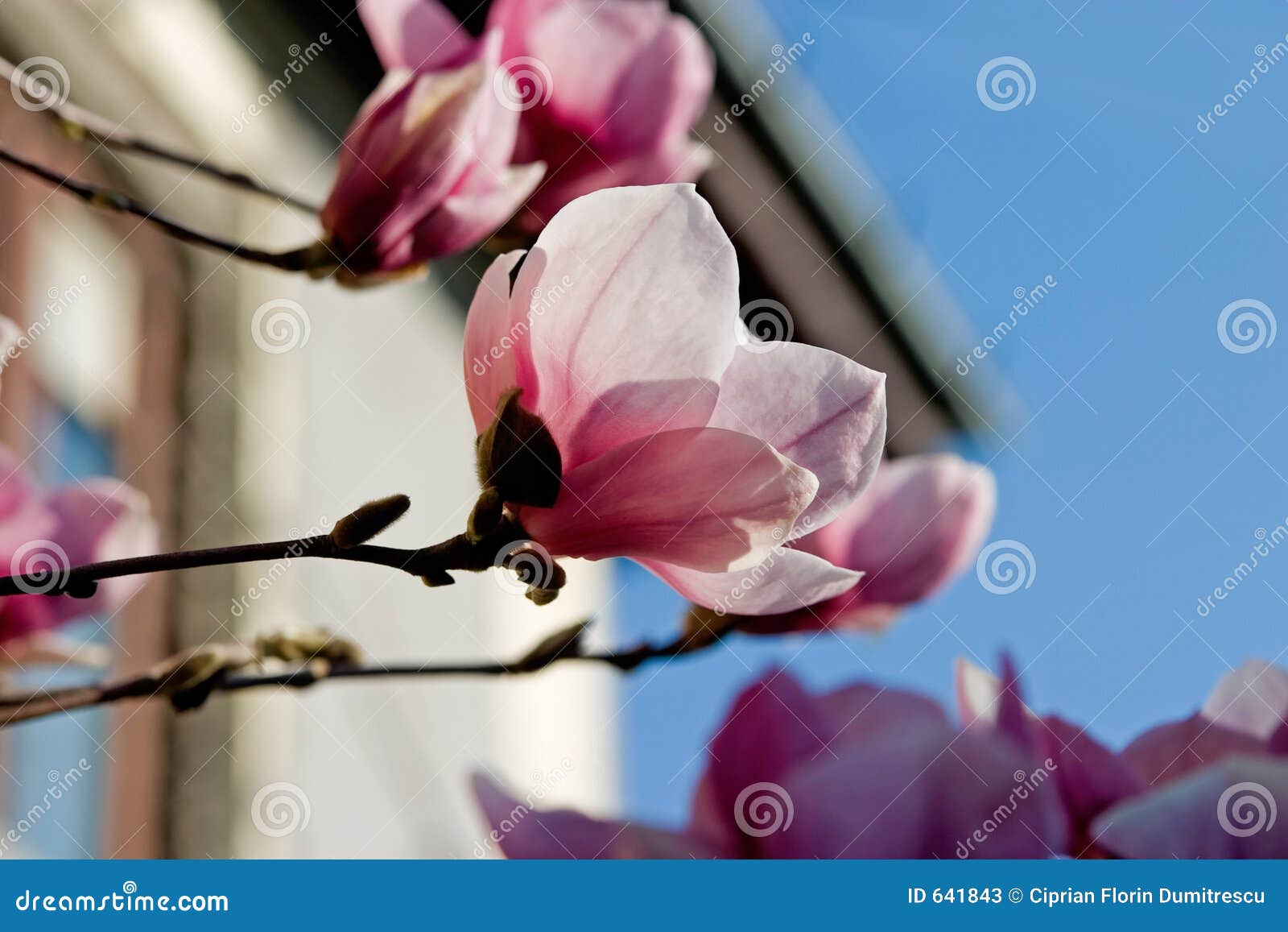 Magnolia in bloom stock image. Image of daytime, outdoor - 641843