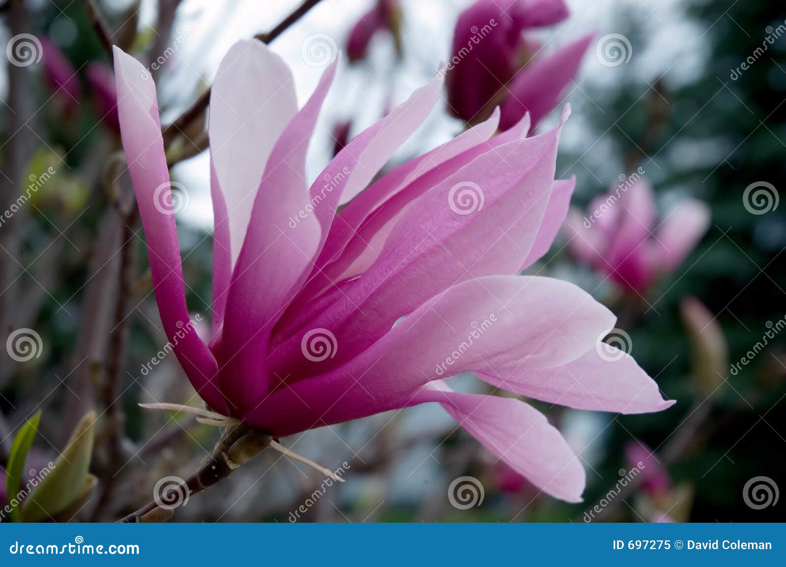 Magnolia Bloom stock image. Image of tree, garden, white - 697275