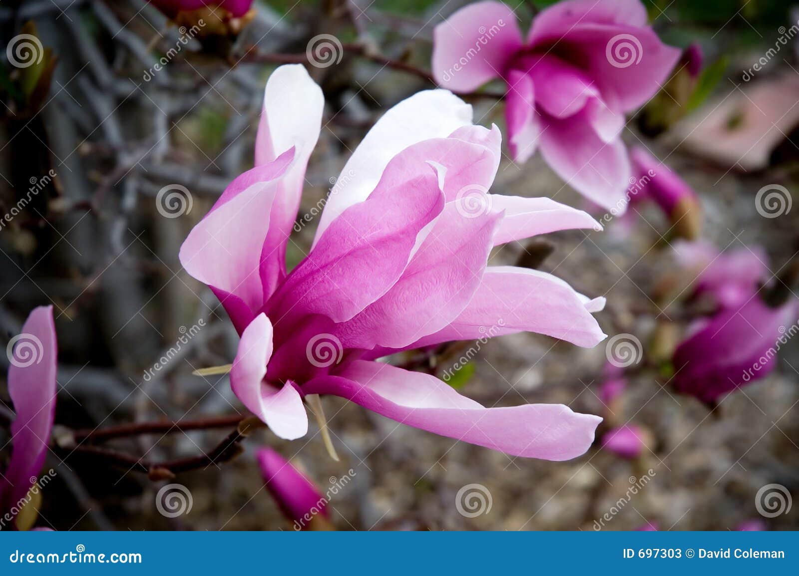 Magnolia Bloom stock image. Image of beautiful, branch - 697303