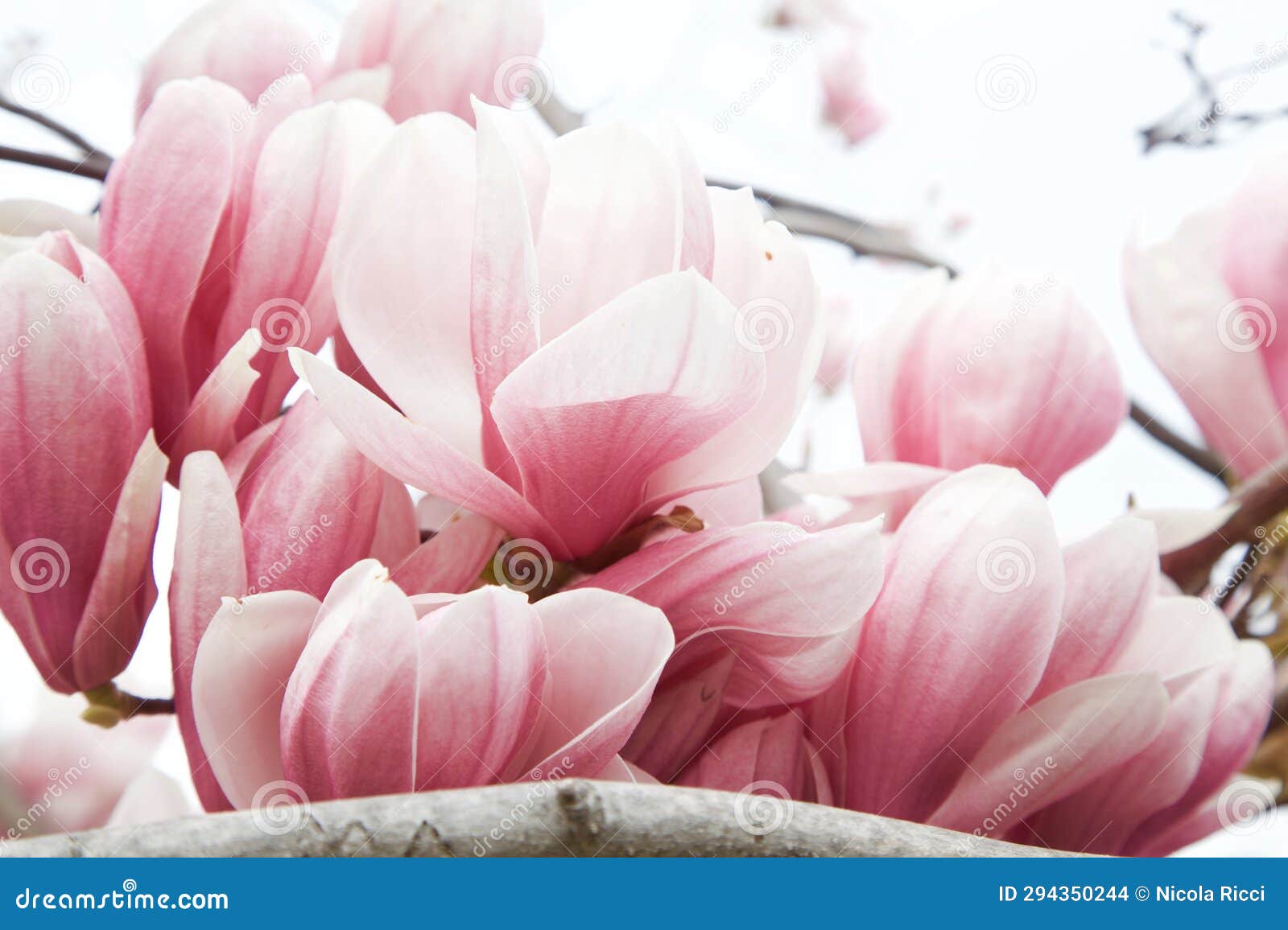 Magnolia in Bloom on a Cloudy Day Stock Photo - Image of background ...