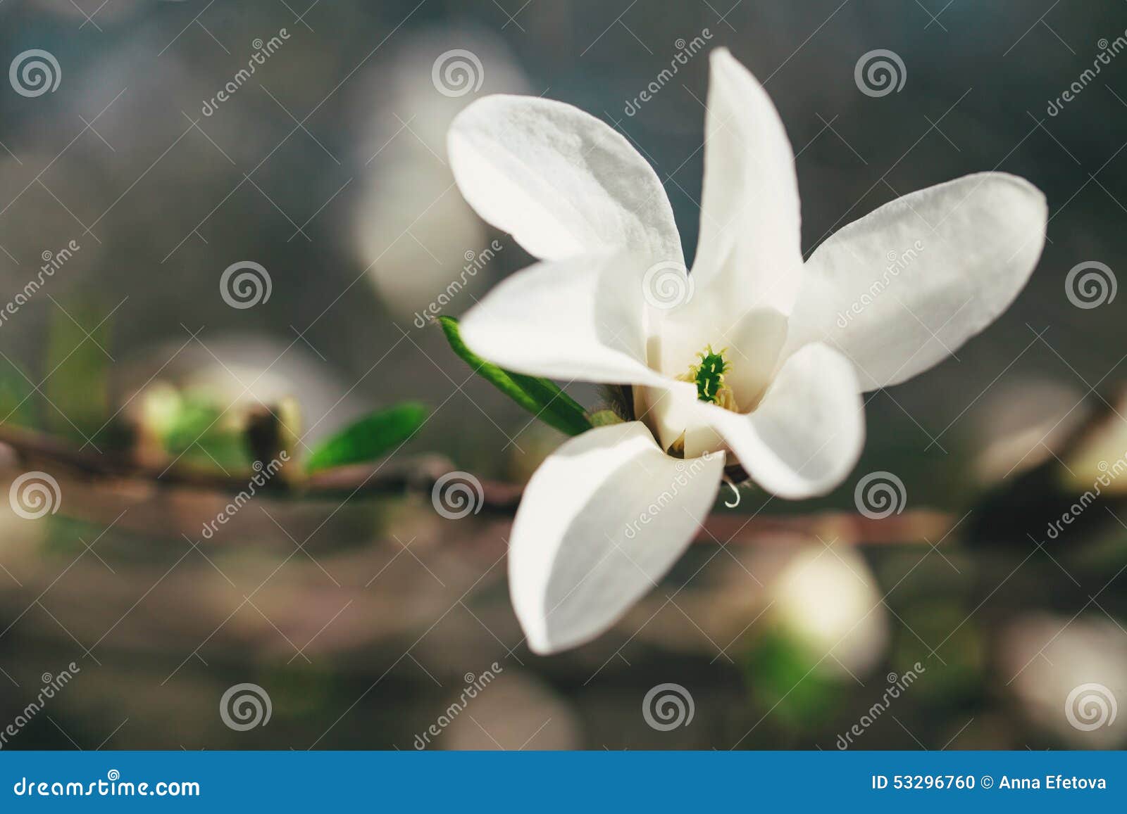 Magnolia blooming stock photo. Image of fresh, botany - 53296760