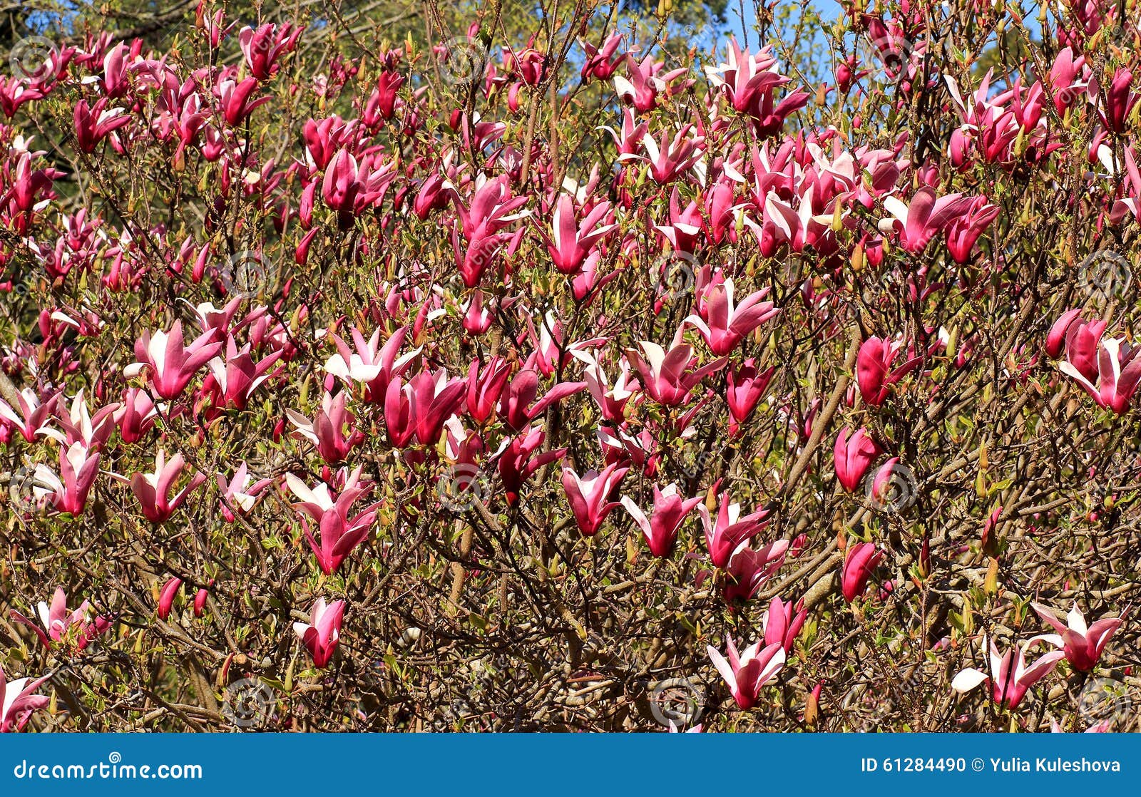 Magnolia stock photo. Image of australia, delicate, growth - 61284490
