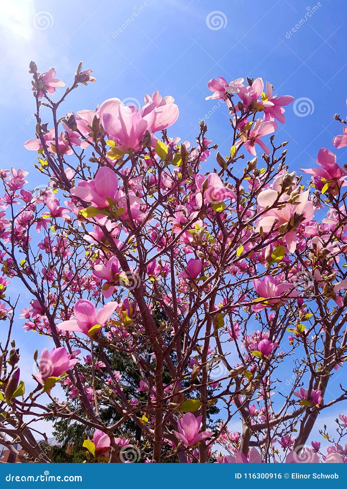Magnolia blooms stock photo. Image of blooms, blossoms - 116300916