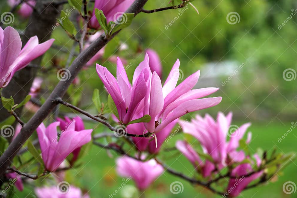Magnolia Blooms in the Garden in Spring Stock Image - Image of flora ...