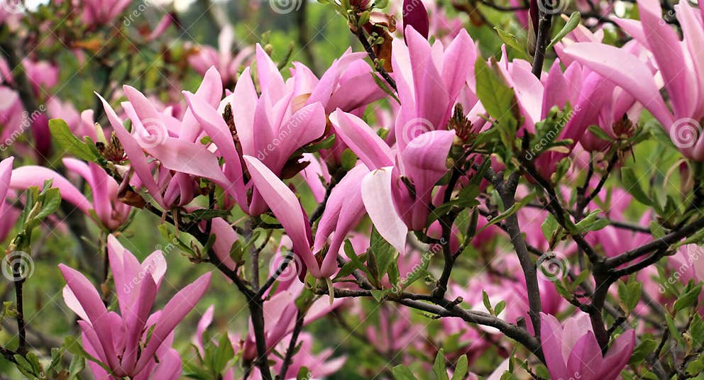 Magnolia Blooms in the Garden in Spring Stock Image - Image of ...