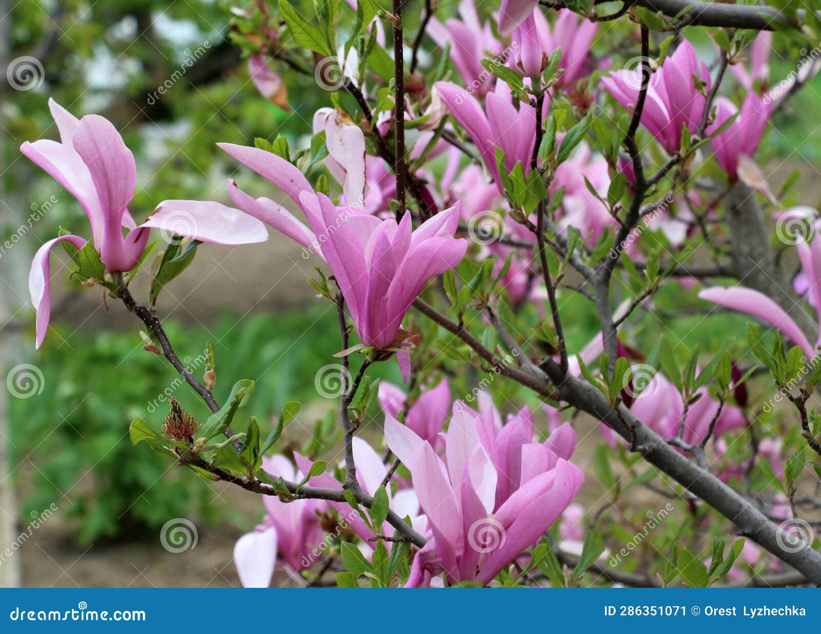 Magnolia Blooms in the Garden in Spring Stock Image - Image of tree ...