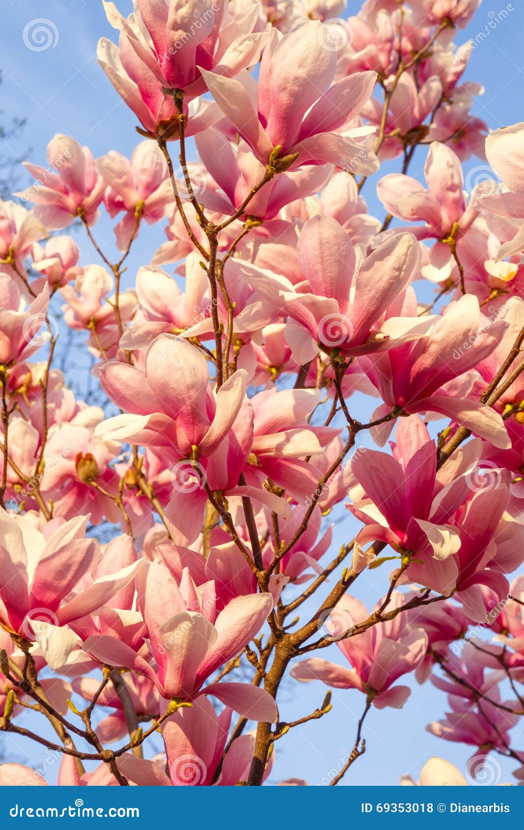 Magnolia Blooms stock photo. Image of early, copy, magnolia - 69353018