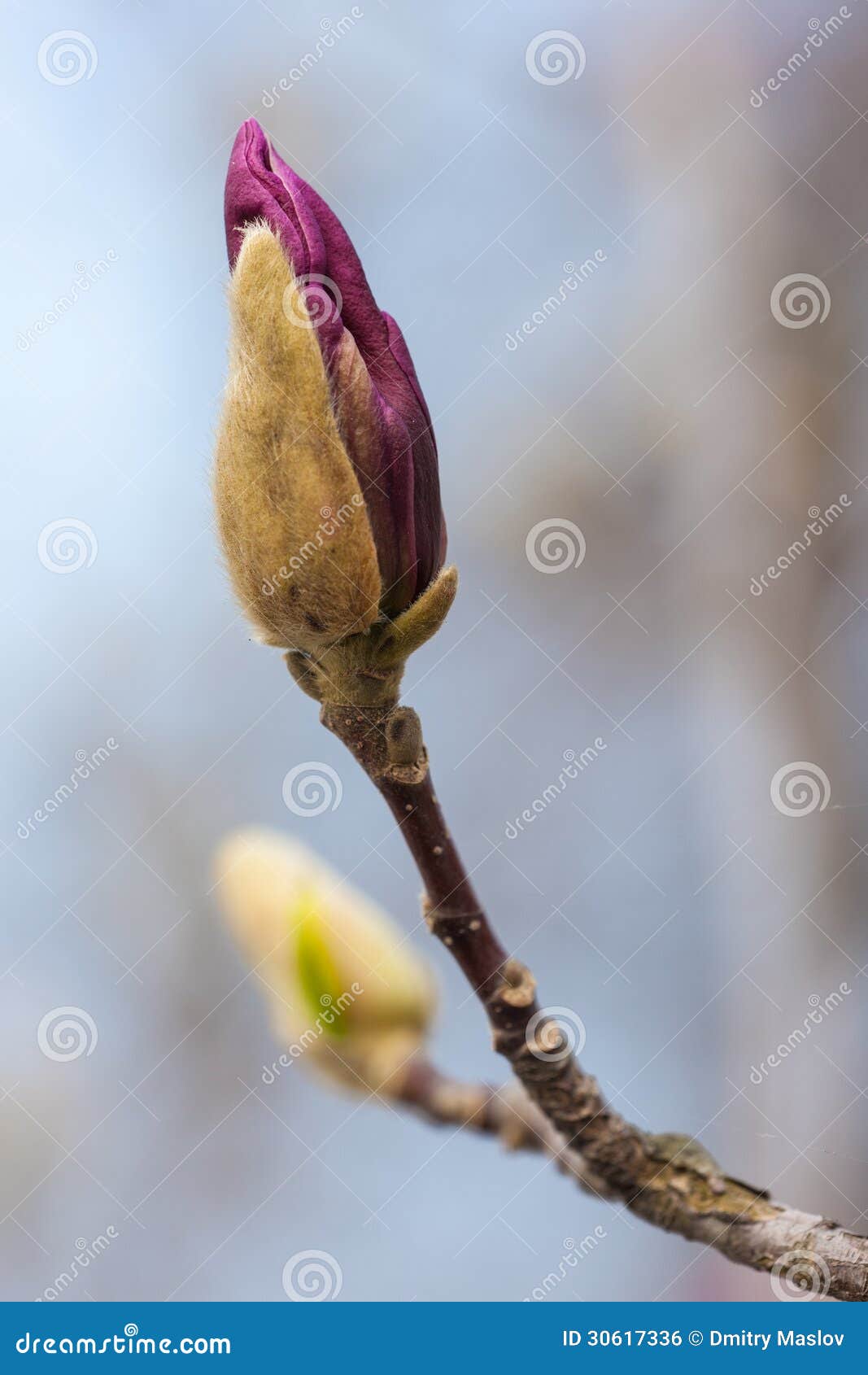 Magnolia blossom stock photo. Image of blue, color, season - 30617336