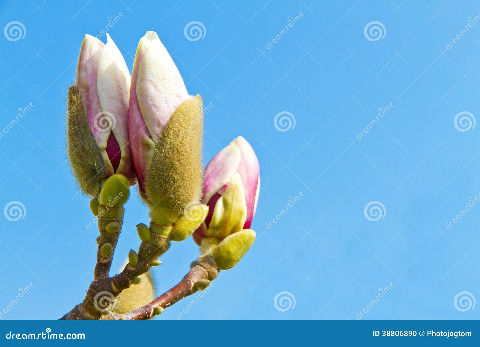 Magnolia blossom stock photo. Image of environment, fresh - 38806890