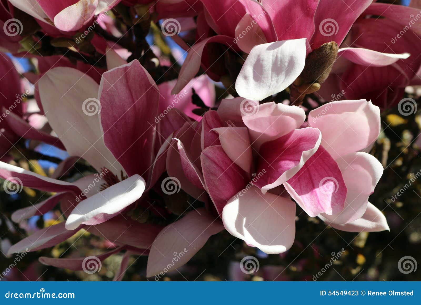 Magnolia Blossom stock image. Image of contrast, darkness - 54549423