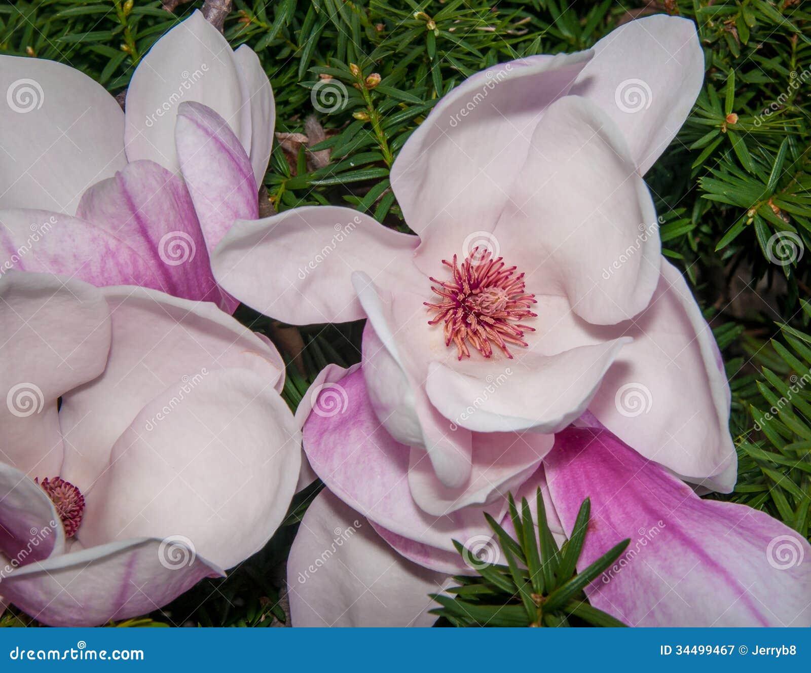 Magnolia Blossom Tree stock image. Image of landscaping - 34499467