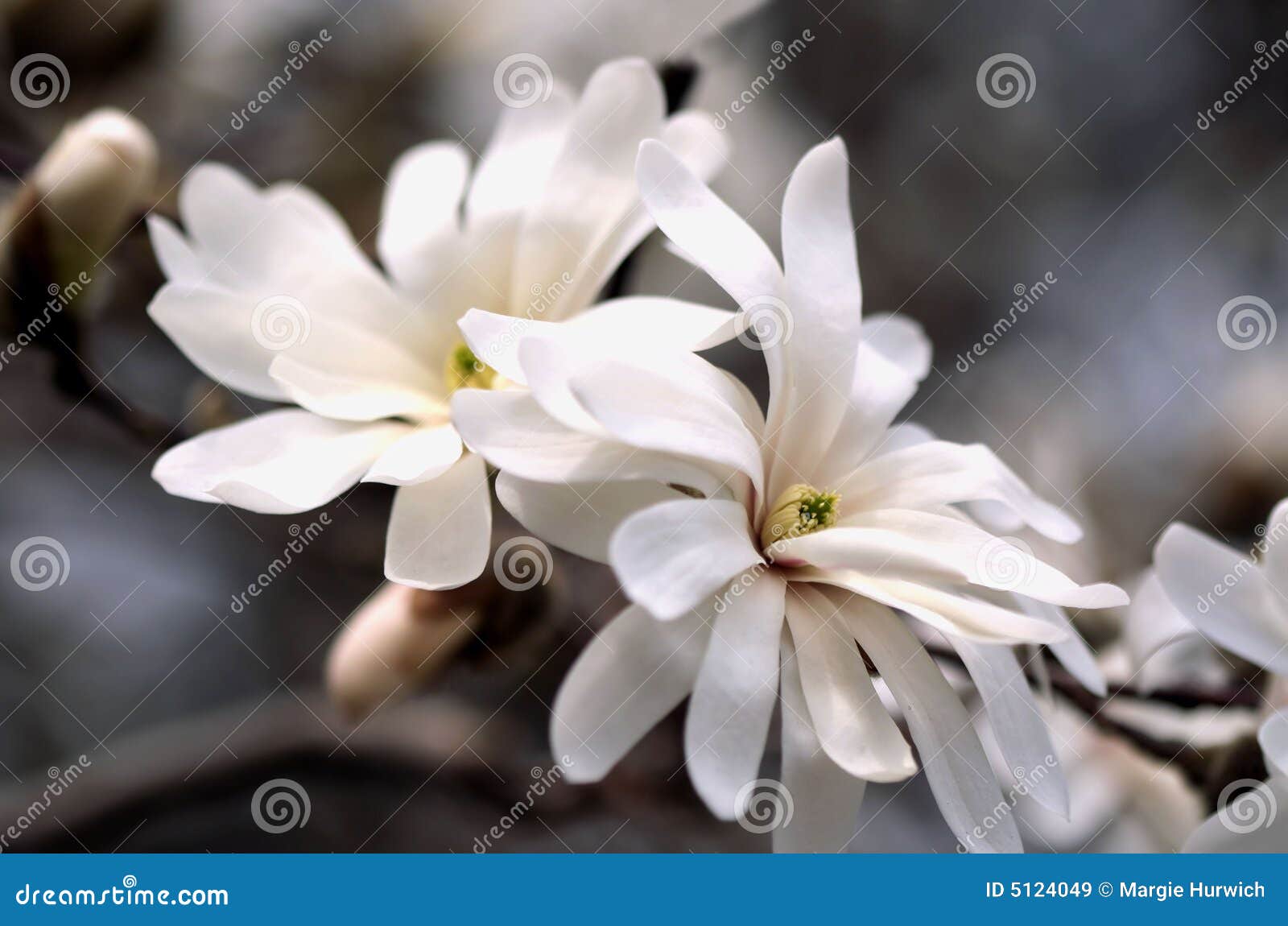 Magnolia Blossoms stock image. Image of pollen, magnolia - 5124049