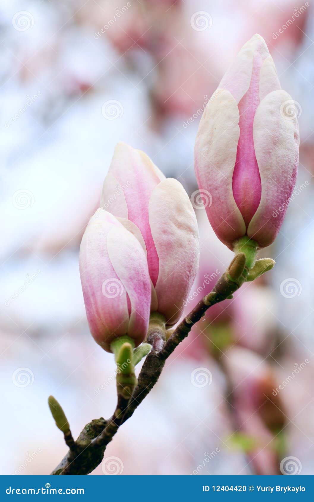 Magnolia-boom bloemknoppen stock foto. Image of bloei - 12404420
