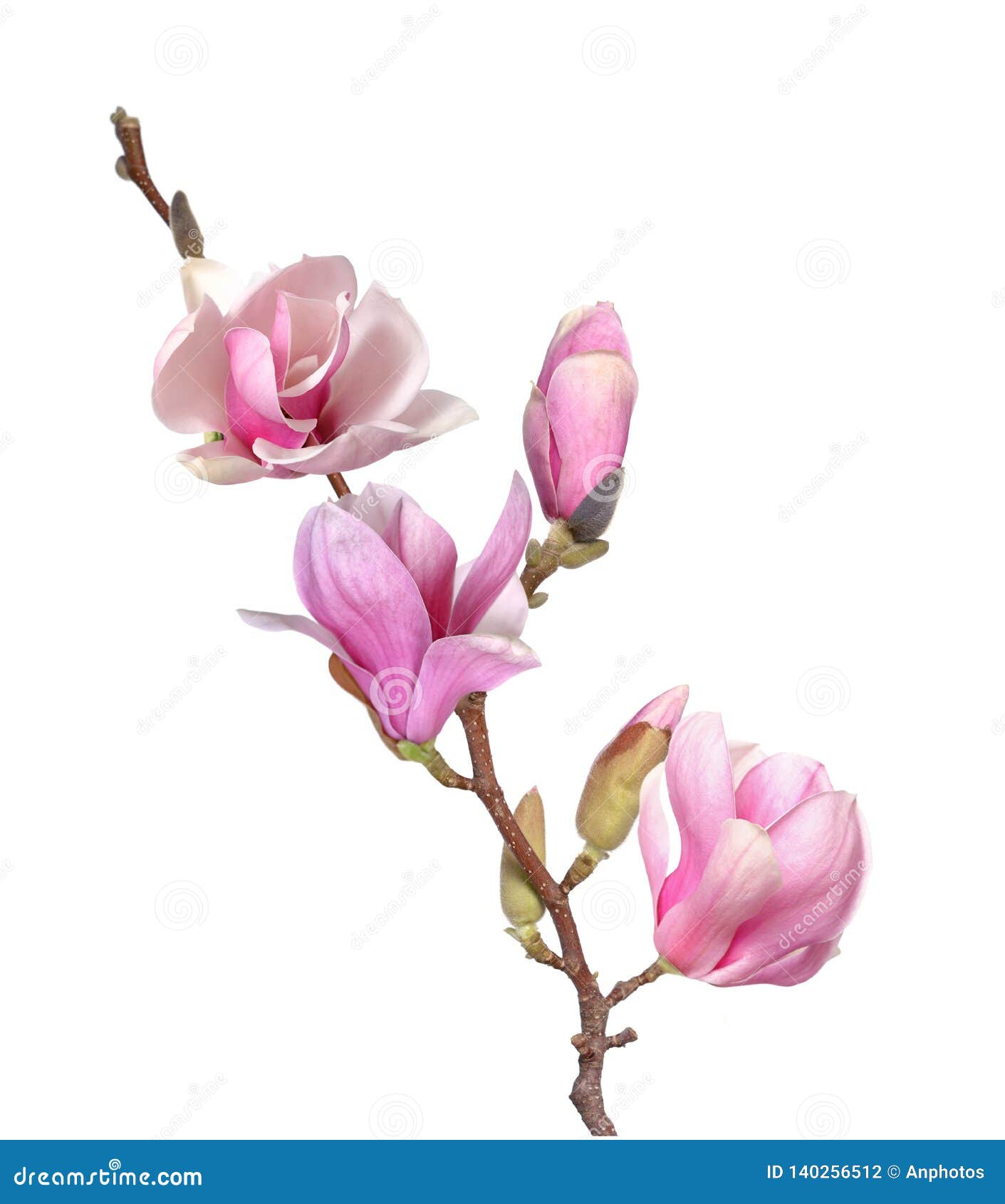Magnolia branch stock photo. Image of petals, vivid - 140256512