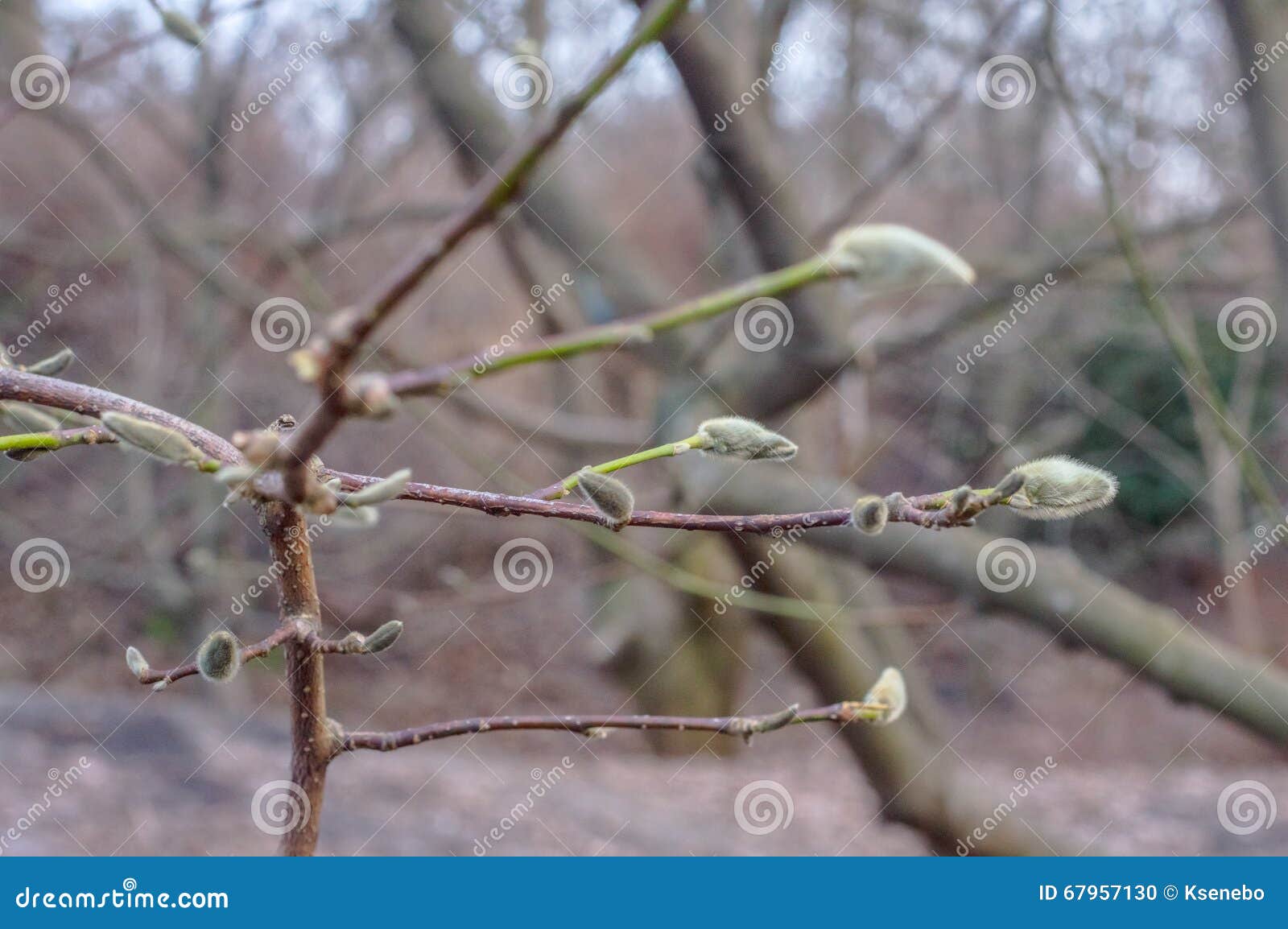 Magnolia Branch Budding in Spring Stock Photo - Image of magnolia ...