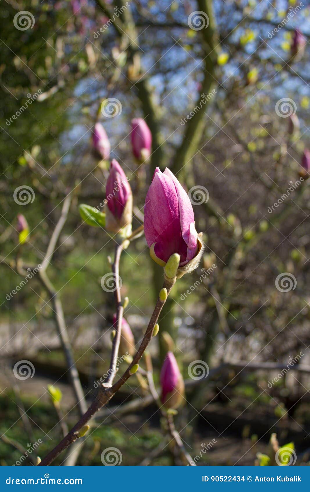 Magnolia Branch with Buds in Spring Stock Photo - Image of background ...