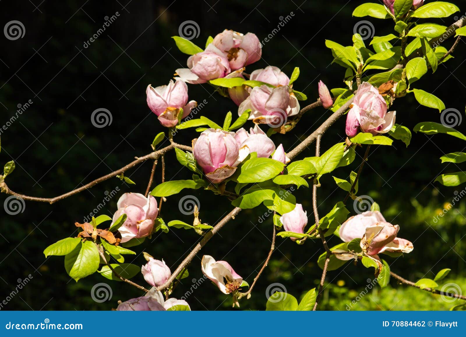 Magnolia branch stock photo. Image of tree, magnolia - 70884462