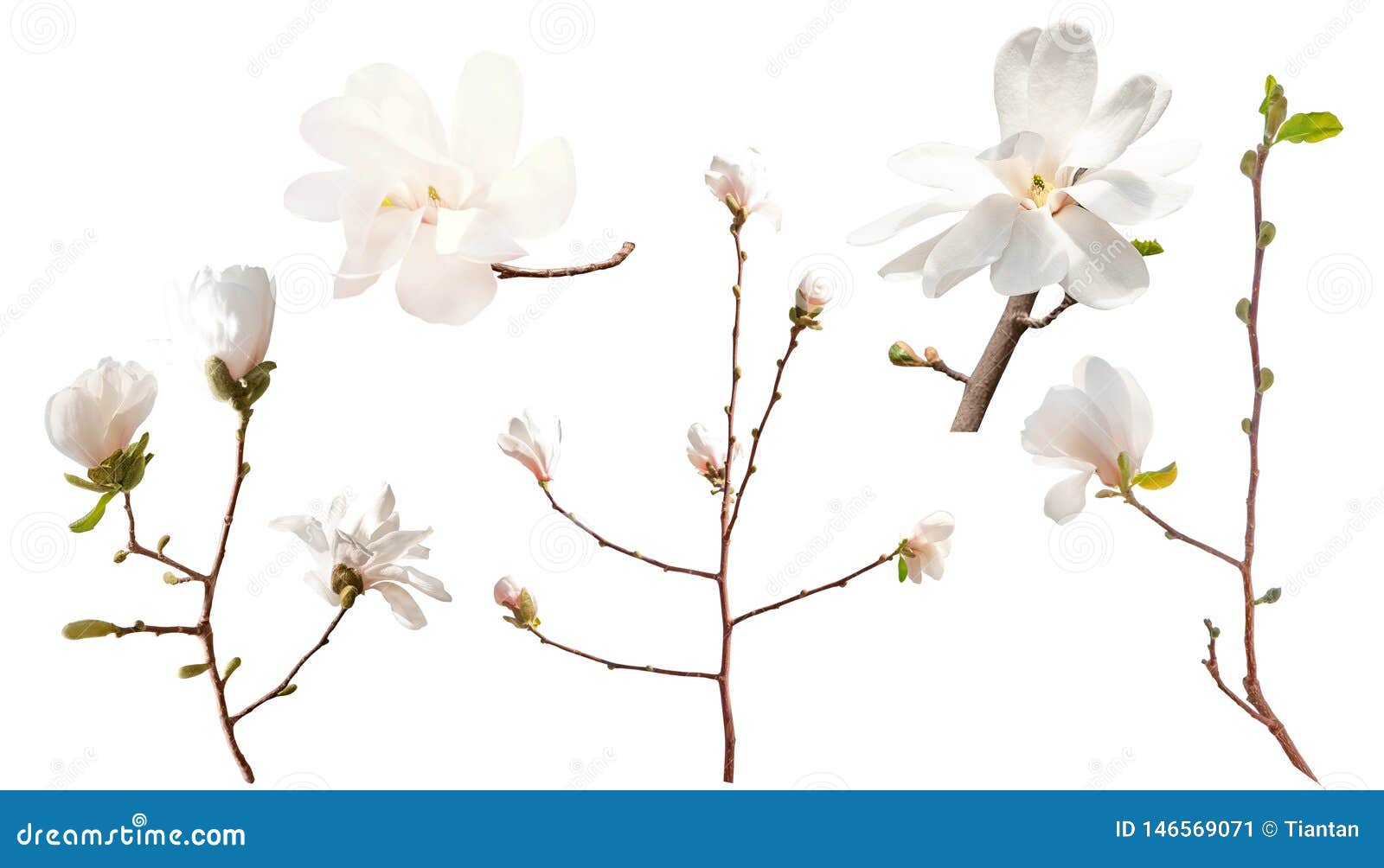 Magnolia branch isolated stock image. Image of springtime - 146569071