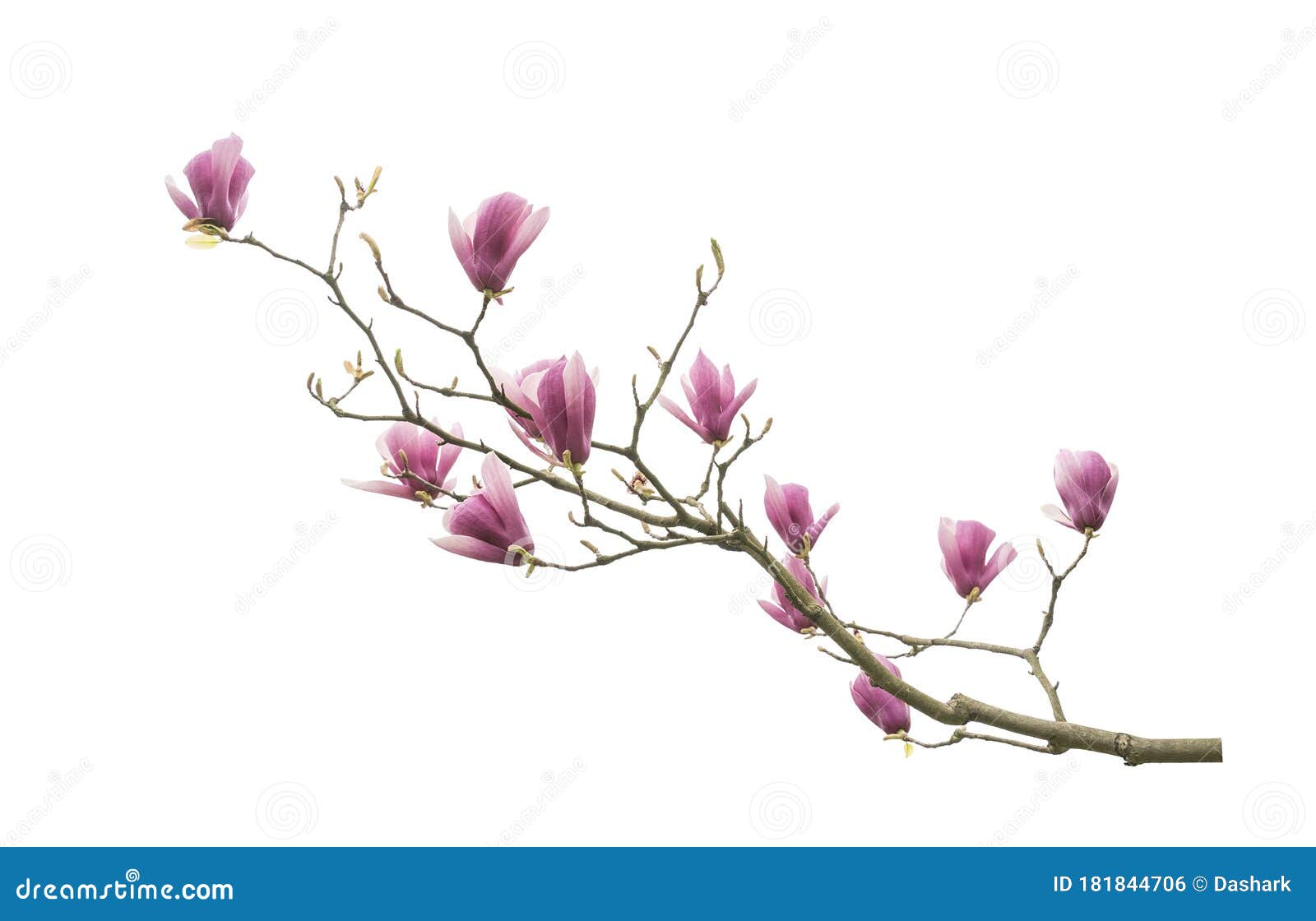Magnolia Branch Isolated on White Stock Photo - Image of longevity ...