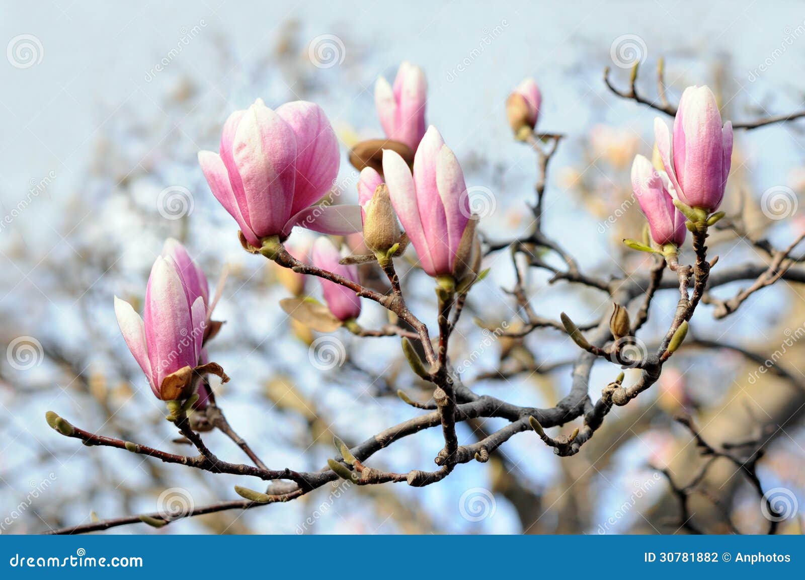 Magnolia branch stock photo. Image of white, purple, seasonal - 30781882